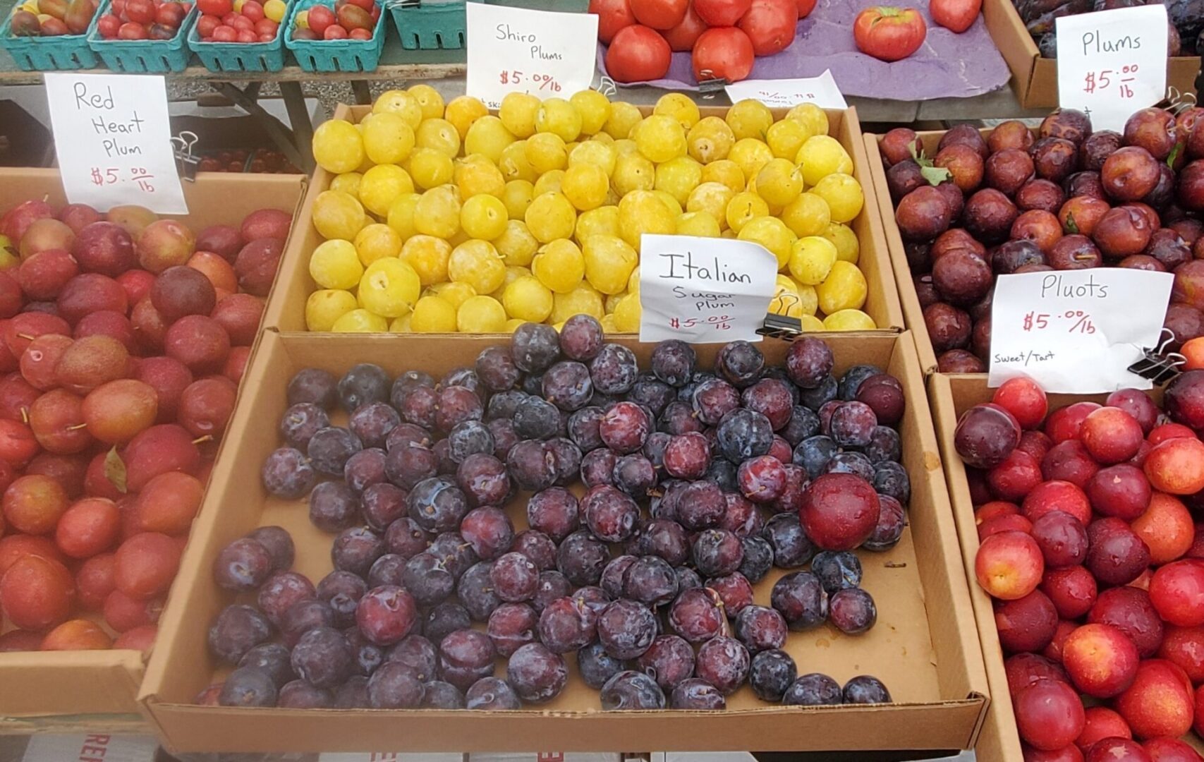 Plum Torte 2022 - The Friday Baking Project